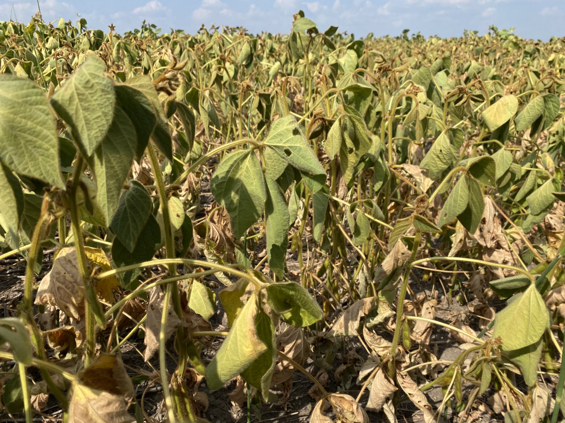 Soybeans may be hardest hit in summer drought conditions ...