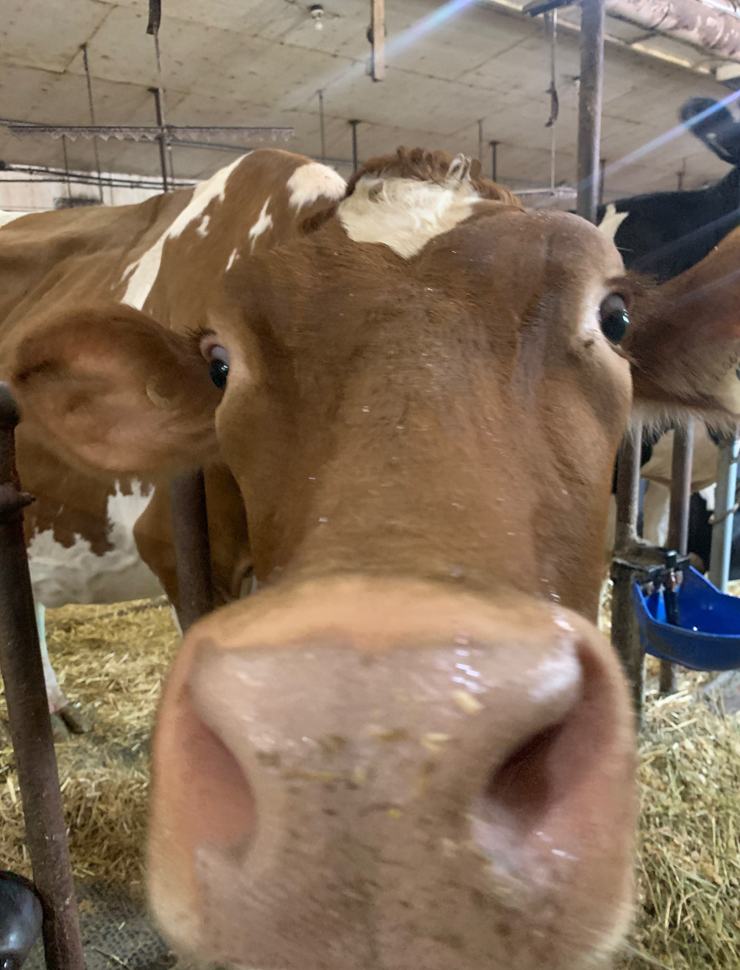 Golden Sunset Farms brings in golden cattle, excited to work with ...