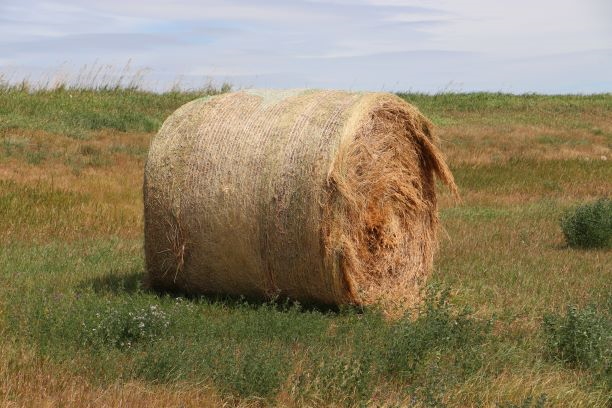 Quality of the prairie hay crop is declining with the heat ...