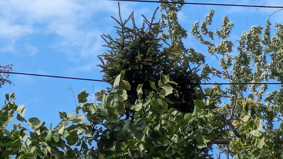 Strong winds blow tree onto powerline causing power outage in Portage ...