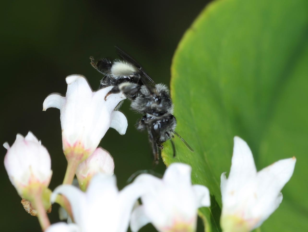 Long-Lost bee: Southern Saskatchewan's rare rediscovery ...