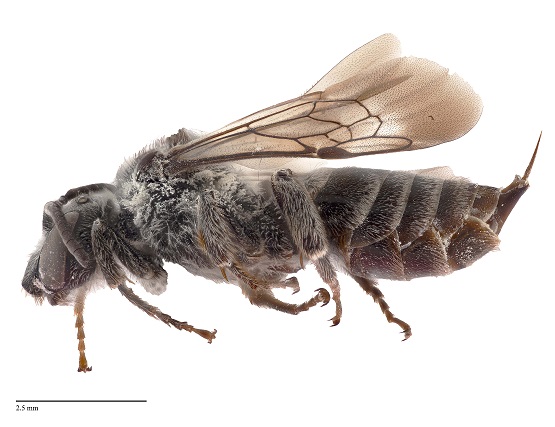 Extremely rare bee rediscovered near Grasslands National Park ...