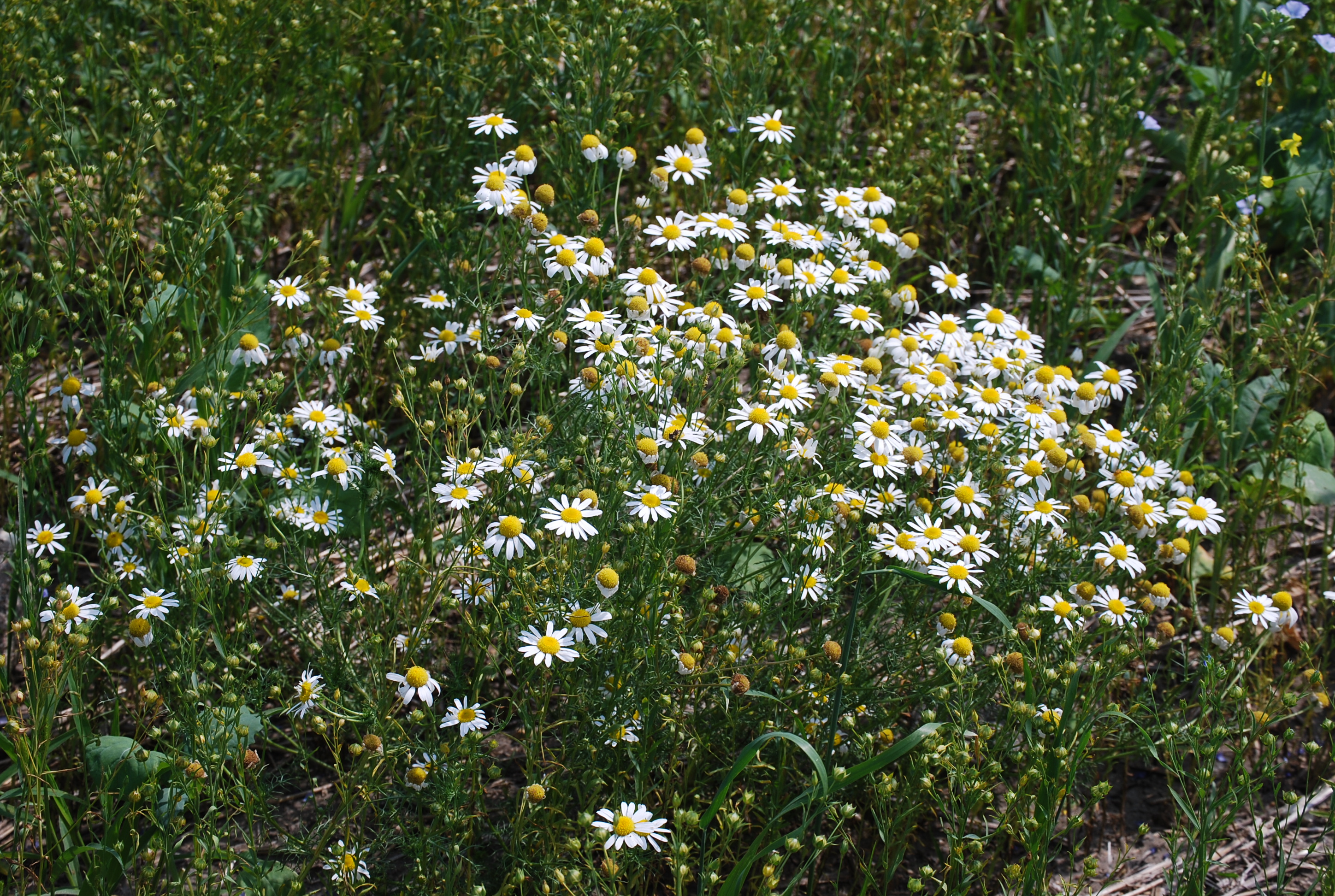 Weed management is key in any operation - DiscoverHumboldt.com - Local ...
