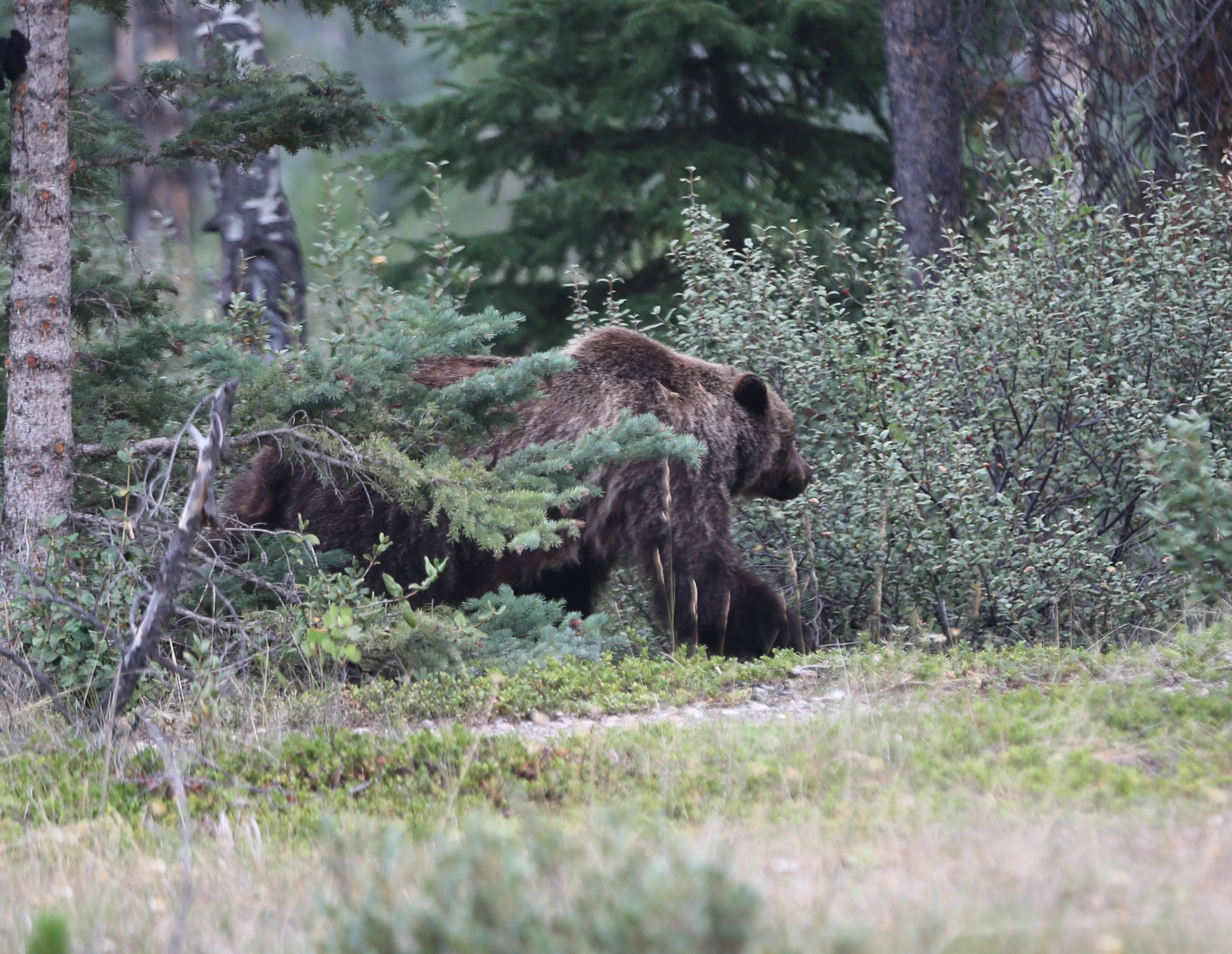 Parks Canada releases more details on deadly Grizzly attack ...