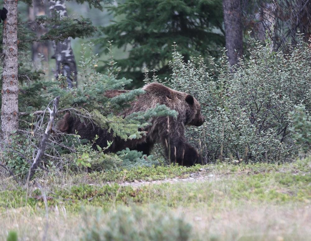 Another Bear Warning issued in K-Country following grizzly encounter - HighRiverOnline.com ...
