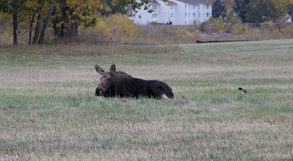 Moose hit in High River - OkotoksOnline.com - Local news, Weather ...