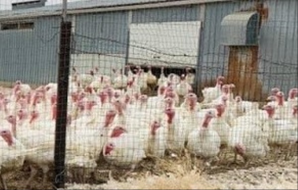 Update: Turkey recall issued days before Thanksgiving - DiscoverAirdrie ...