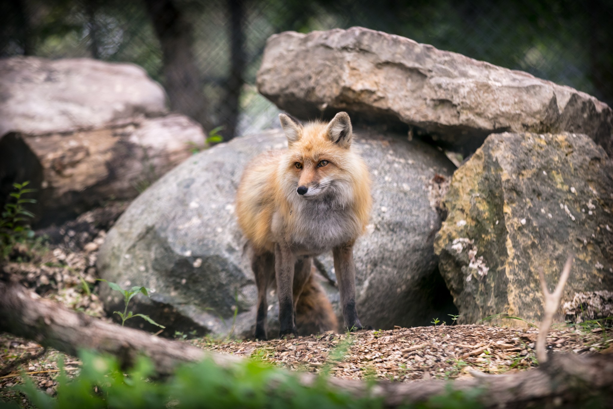 Beloved red fox dies after calling Zoo home for 10 years - CHVNRadio ...