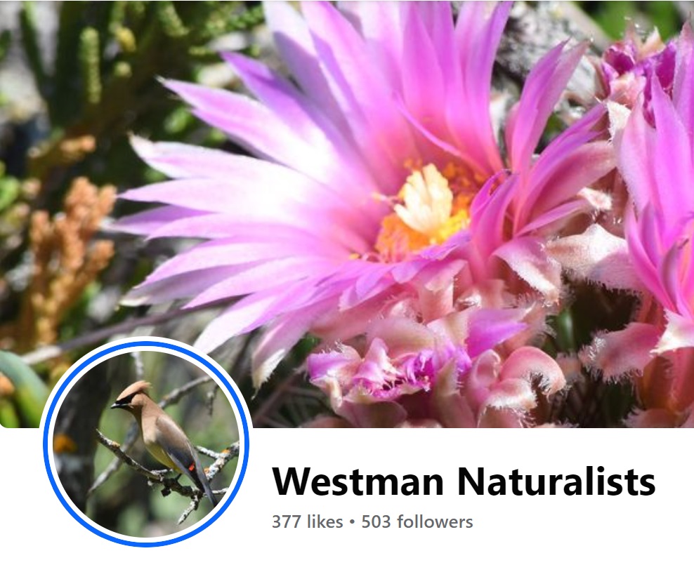 Loving all there is to love about nature! - DiscoverWestman.com - Local ...