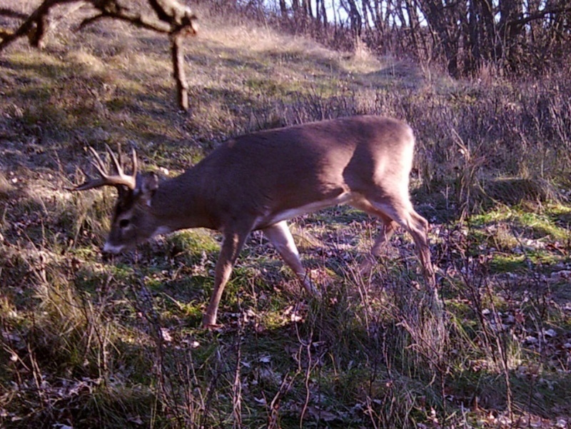 On the hunt: hunting licenses now available for purchase ...