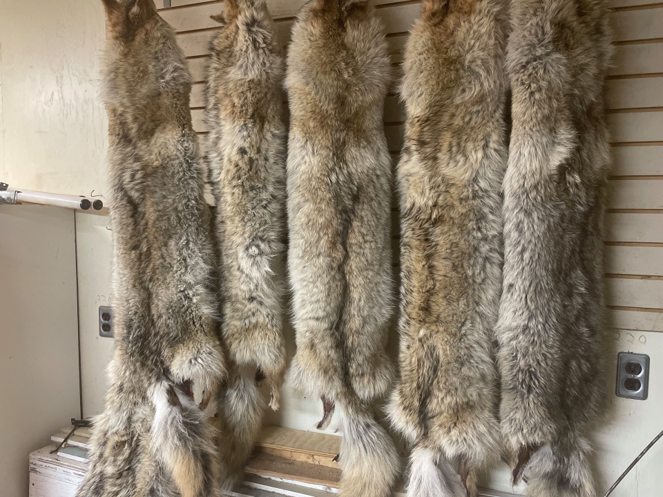 Pest or Resource? Learn best practices in upcoming Trappers ...