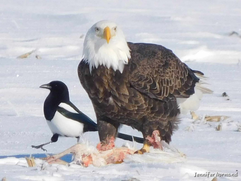 Eagles captured eating chicken in southeast Manitoba - SteinbachOnline ...