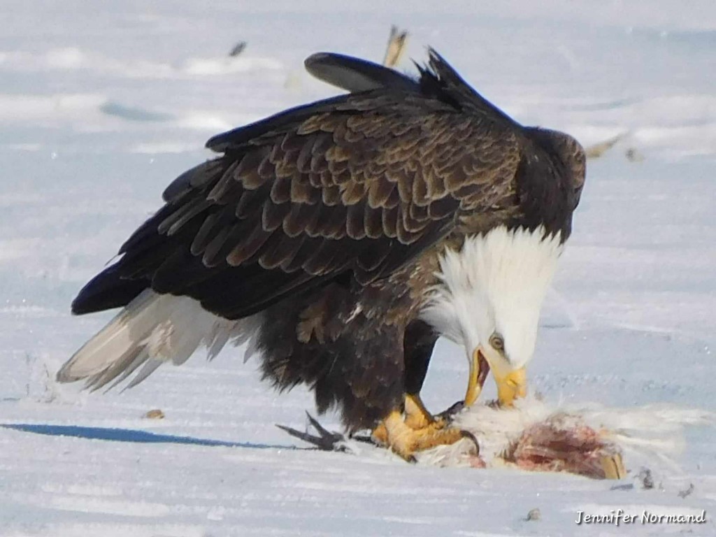Eagles captured eating chicken in southeast Manitoba - SteinbachOnline ...