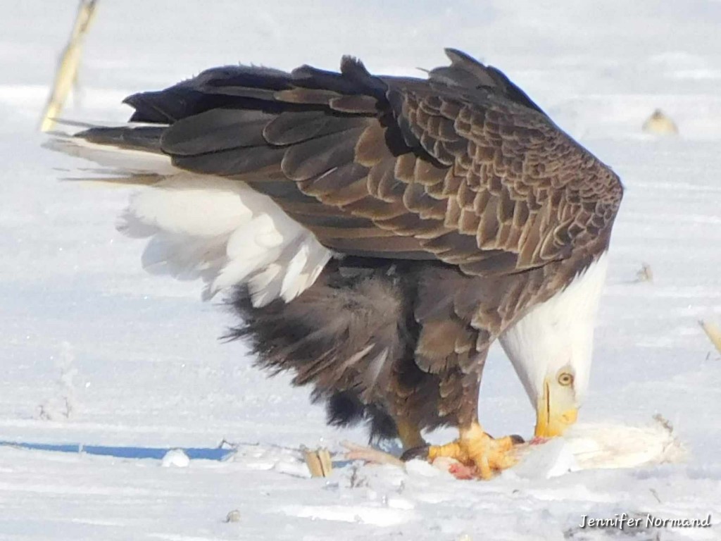 Eagles captured eating chicken in southeast Manitoba - SteinbachOnline ...