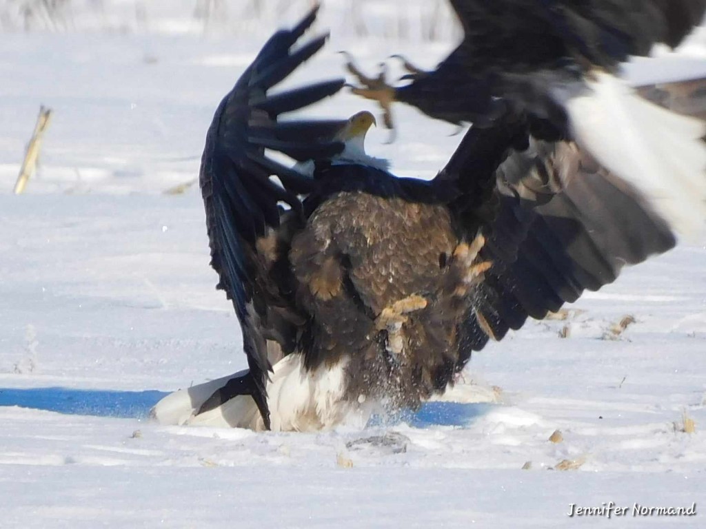 Eagles captured eating chicken in southeast Manitoba - SteinbachOnline ...