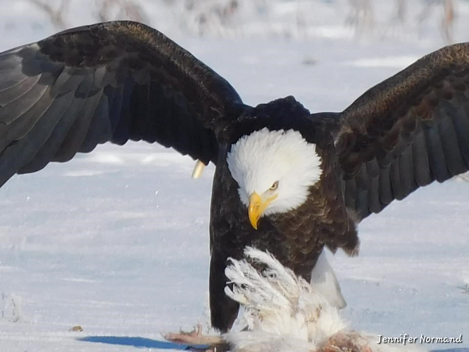 Eagles captured eating chicken in southeast Manitoba - SteinbachOnline ...