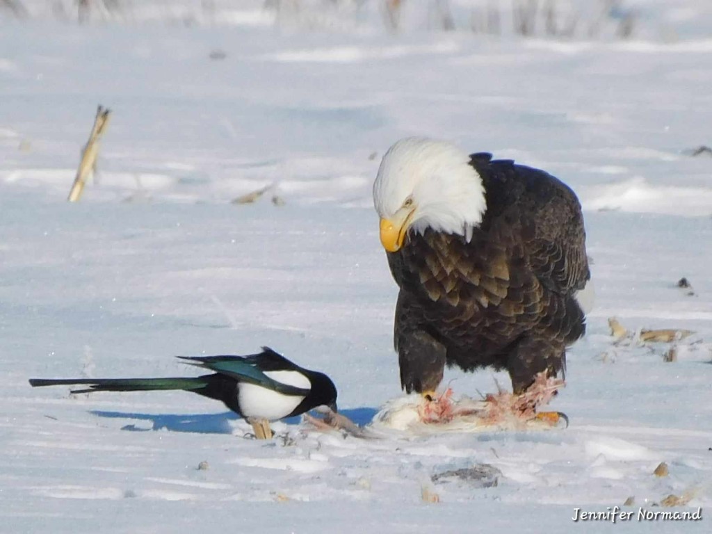 Eagles captured eating chicken in southeast Manitoba - SteinbachOnline ...