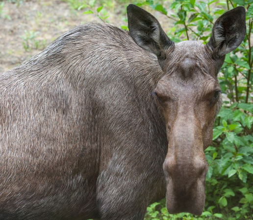 Moose on the loose in Red Deer - CentralAlbertaOnline.com - Local news ...