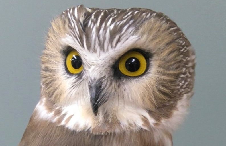 Kananaskis Country climbing trails shut down until further notice ...