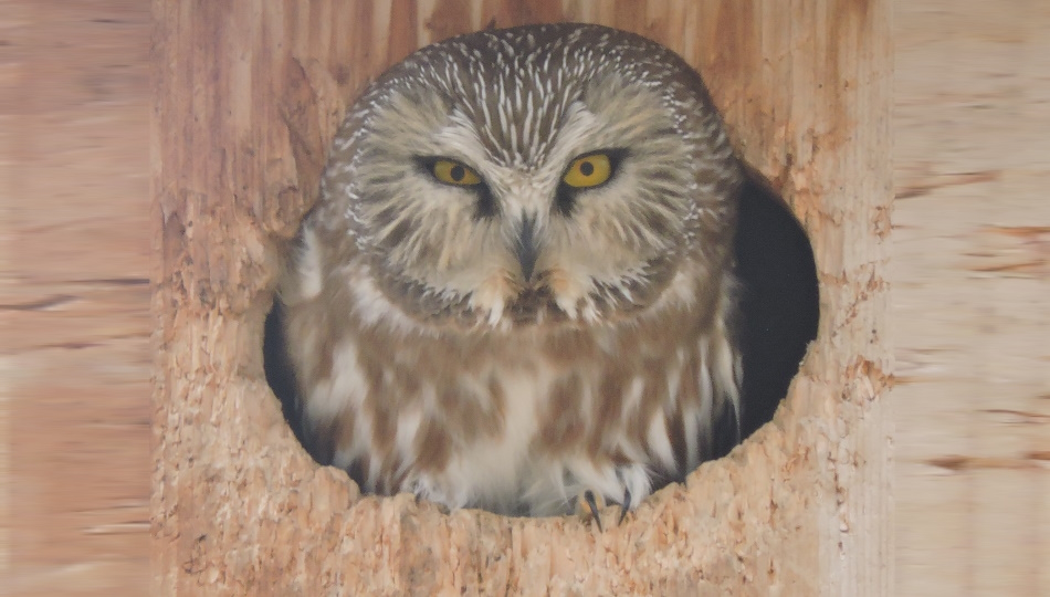 Among eleven kinds of owls, local bird expert outlines smaller Portage ...