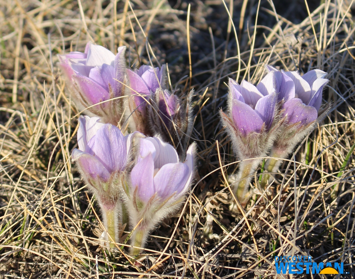 Local photo contest calls out to 'pic' a prairie crocus ...