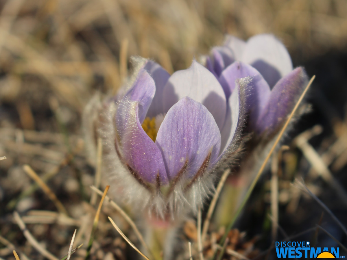 Local photo contest calls out to 'pic' a prairie crocus ...