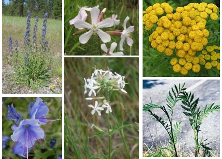 All of these things just don't belong - local group learns about ...