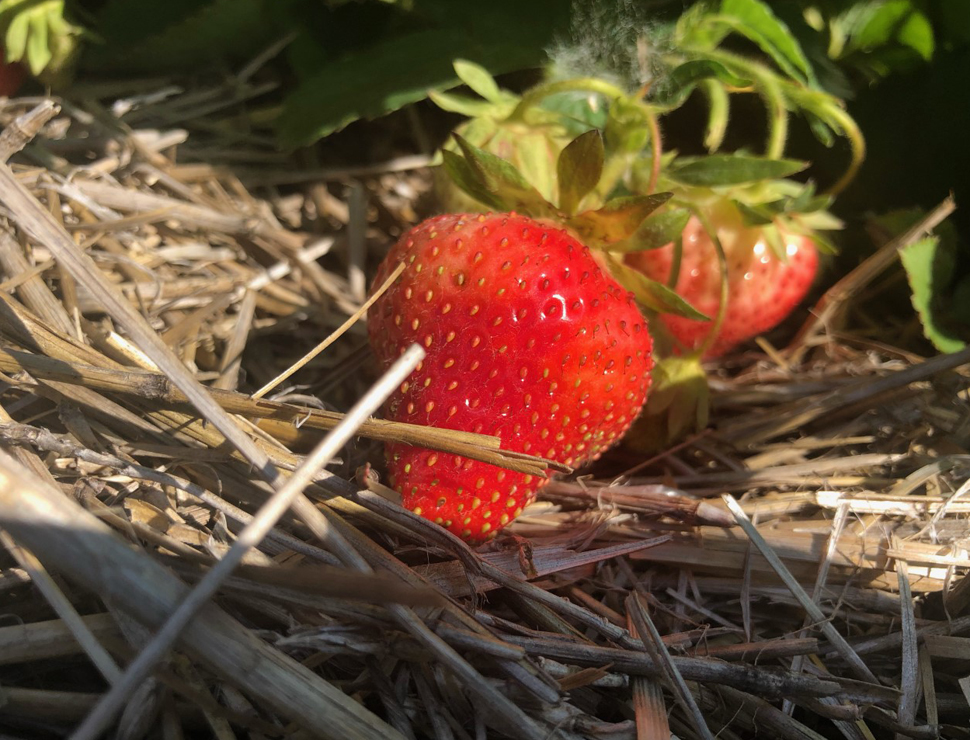 Promising season ahead for Manitoba Fruit Growers after mild winter ...