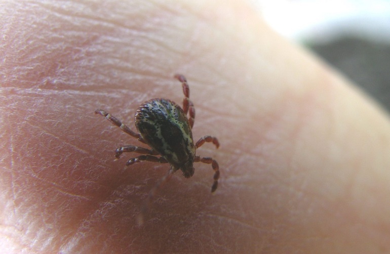 Mild weather gives Manitoba's Ticks a head start - PortageOnline.com ...