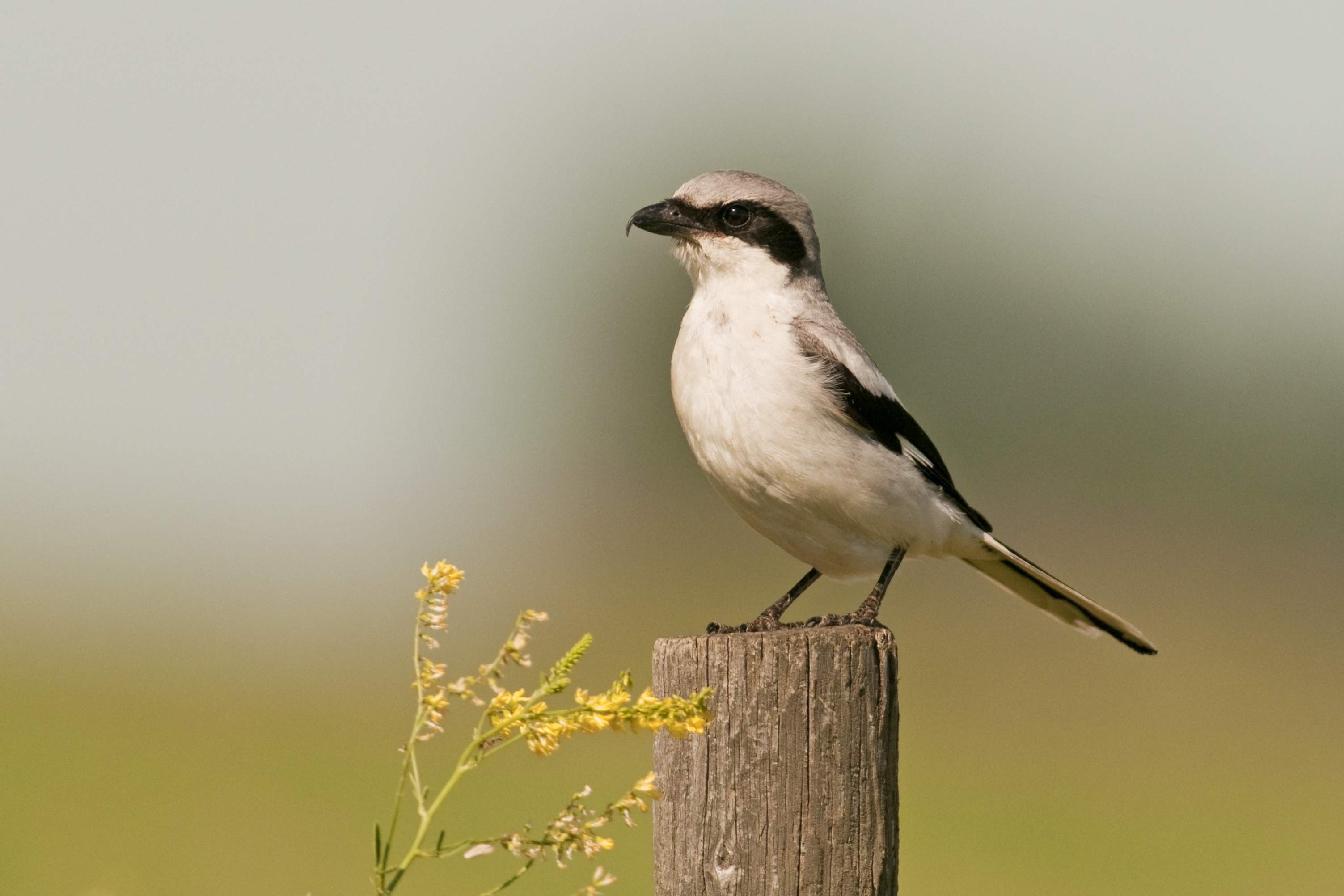 Southwest Sask. stands up to support shrikes this spring ...