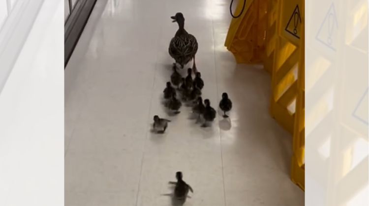 WATCH: Westwood Collegiate rallies to guide duck family to freedom ...