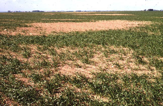 Farmers should be aware of the potential for cutworm damage ...