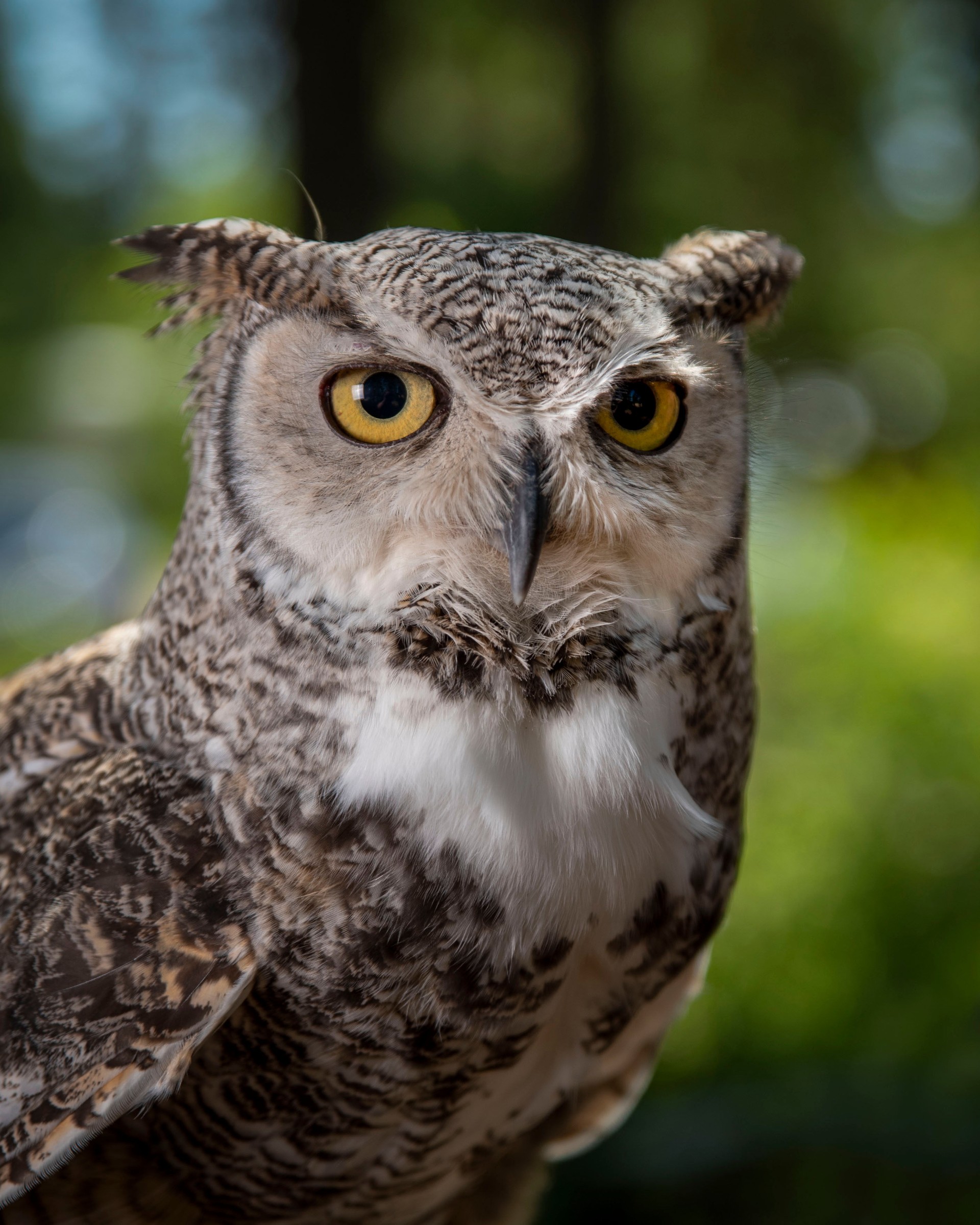 Otis the owl turns 21 - CentralAlbertaOnline.com - Local news, Weather ...