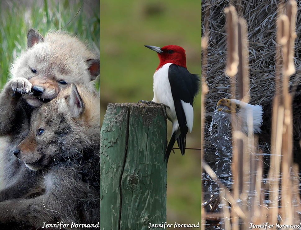 Photographer's adventure with bald eagles and playful coyote pups ...