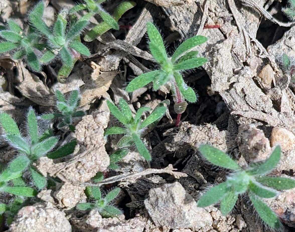Suspect herbicide-resistant kochia? Here’s what to do - HighRiverOnline ...