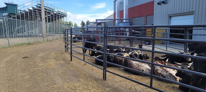 Kindersley indoor rodeo participants say a collective thank you ...