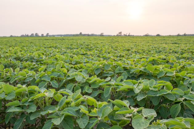 Soy Canada is celebrating it's 10 year anniversary - ReachFM: Peace ...