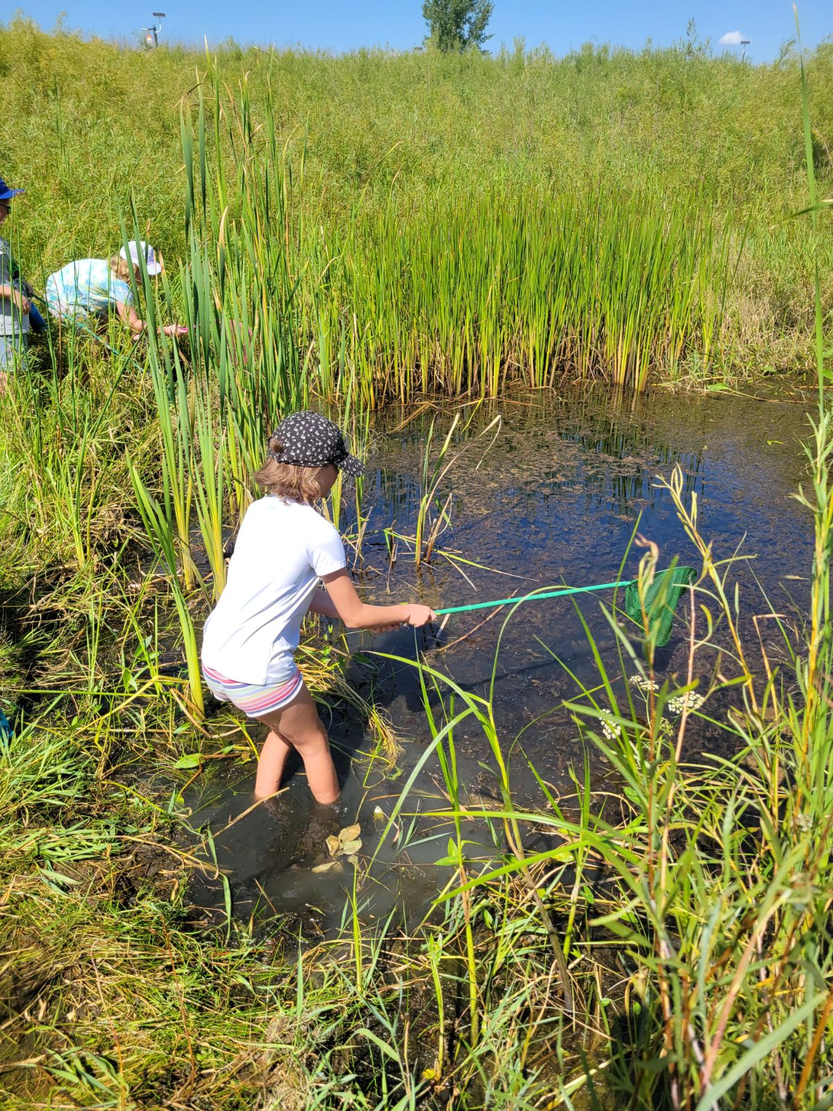 Swamp Camp helps kids learn about wacky n' wonderful nature ...