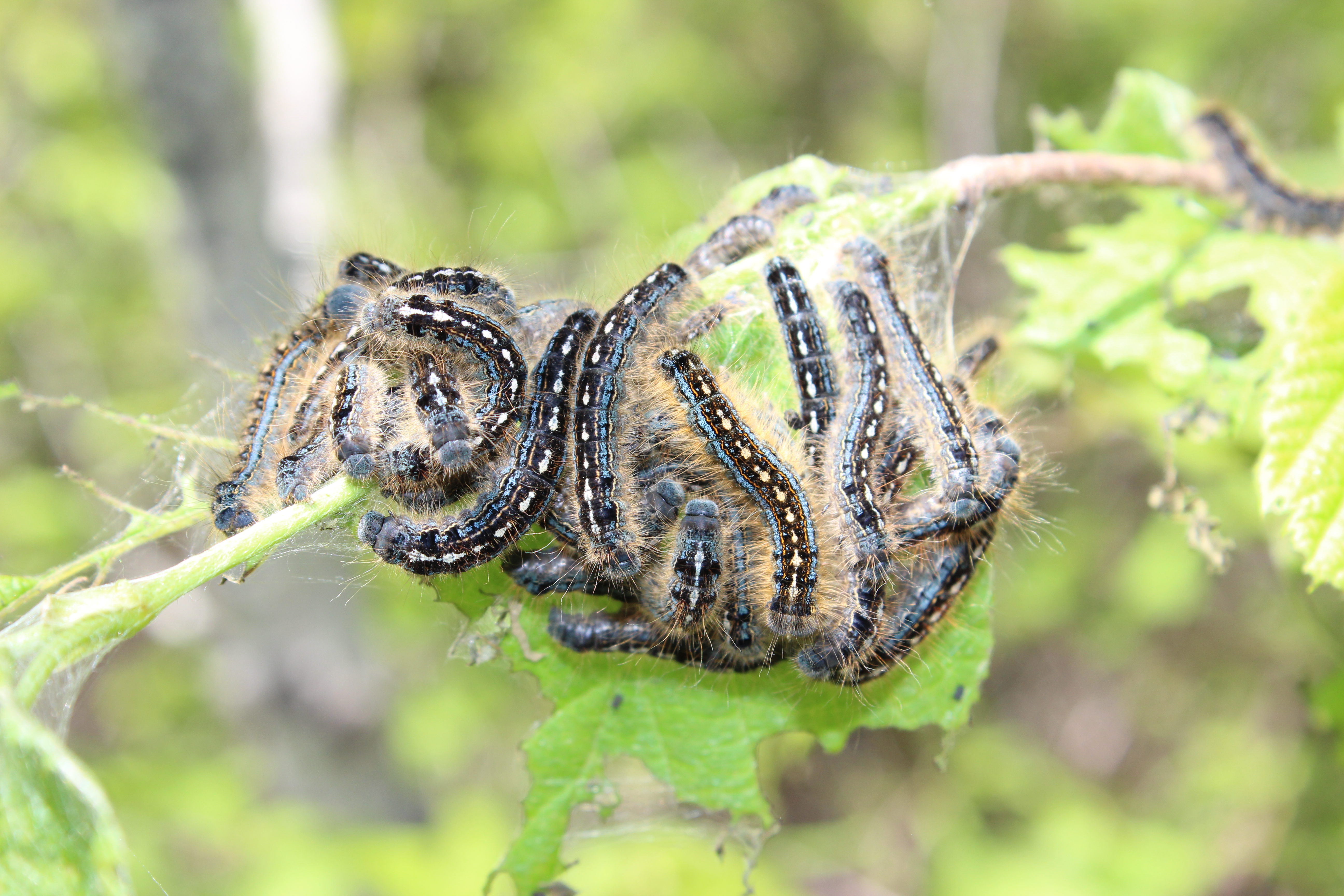 Tent caterpillars are back and bustling in the southwest ...