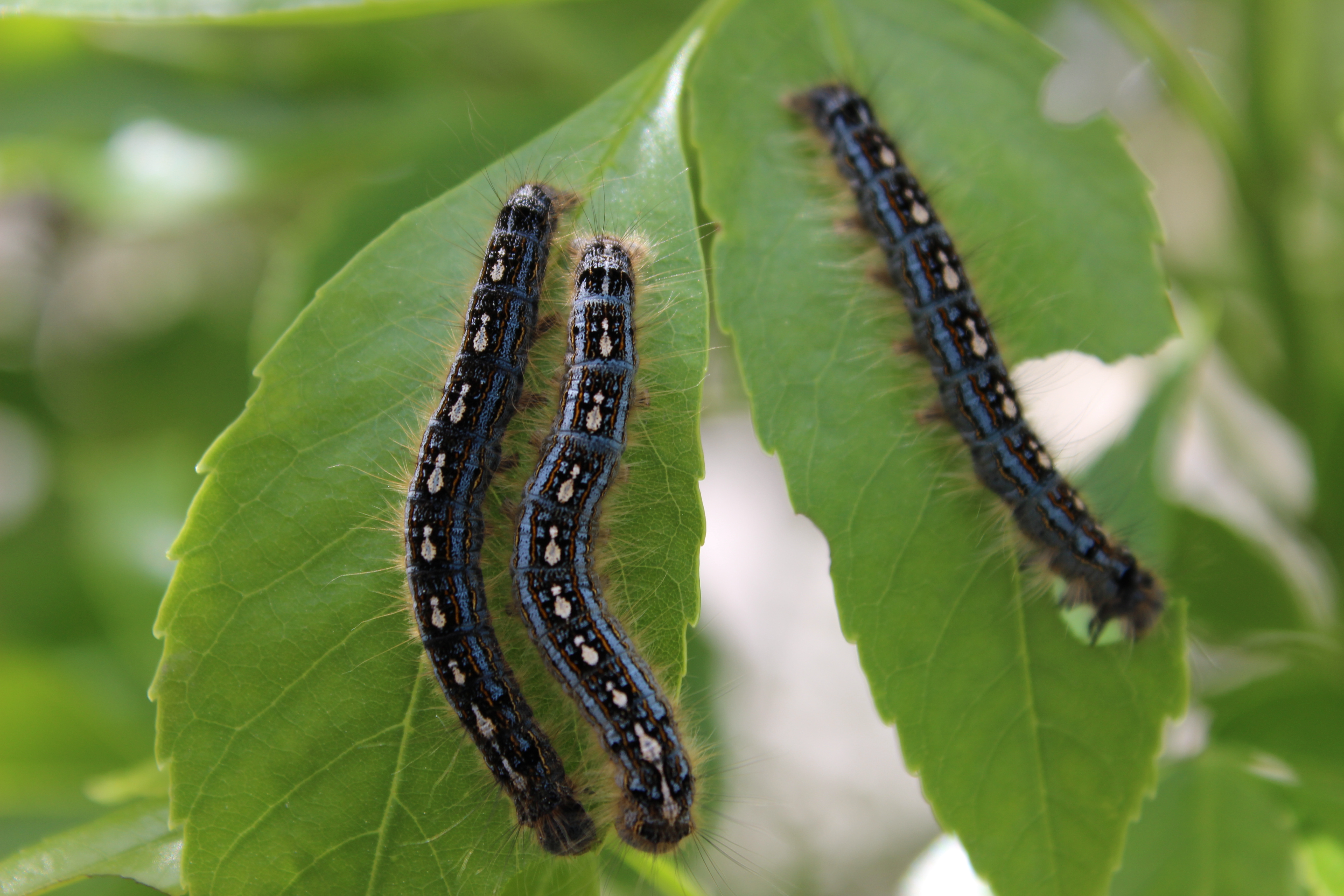 Tent caterpillars are back and bustling in the southwest ...