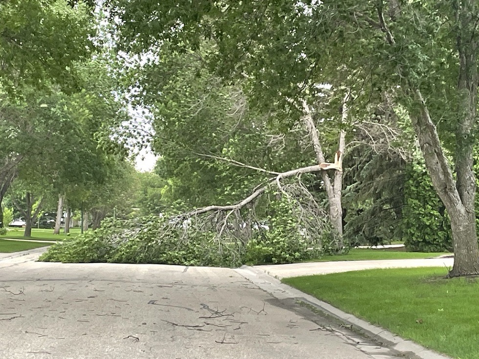 Trees downed, limbs snapped Monday morning as wind gusts top 100 km/h ...