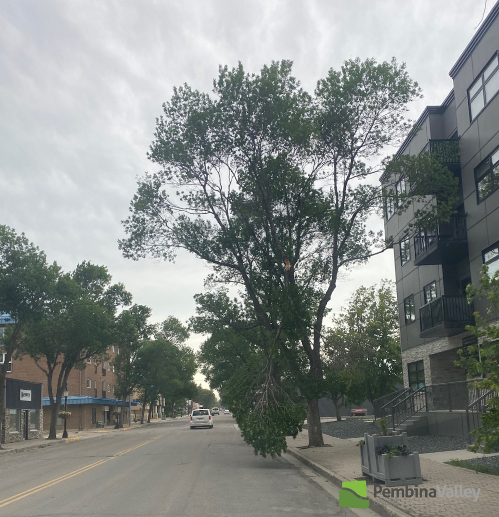 "We did have one tree fail at the base, which is a little bit scary ...