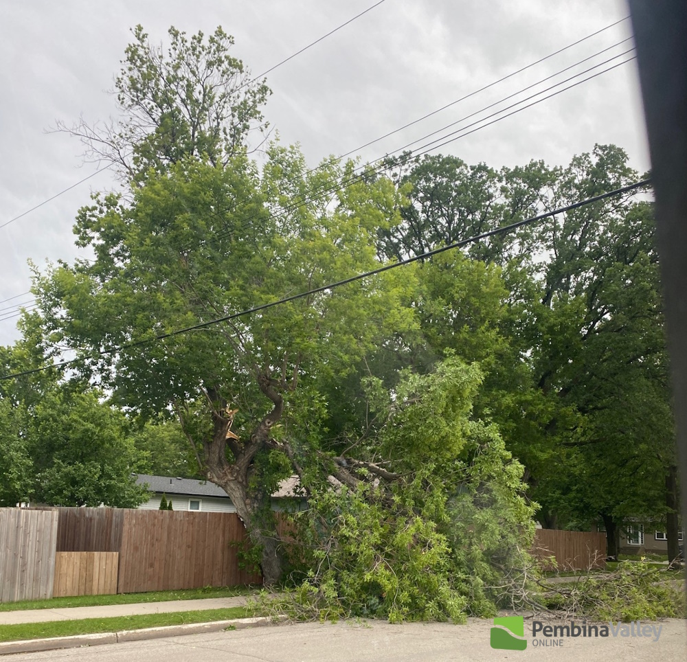 "We did have one tree fail at the base, which is a little bit scary ...