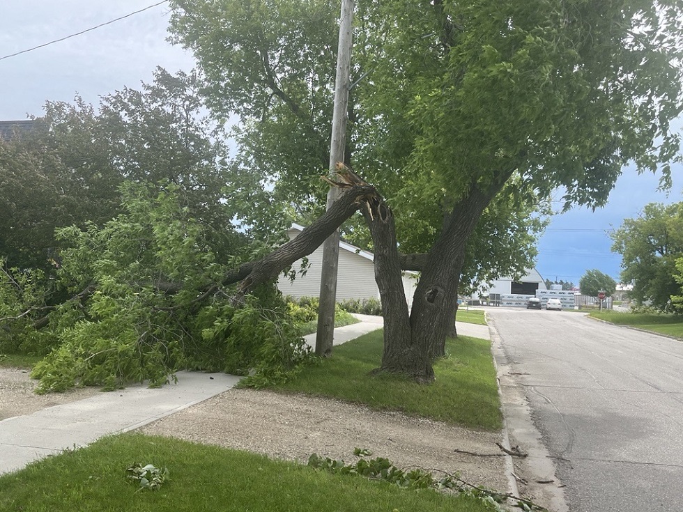 Trees downed, limbs snapped Monday morning as wind gusts top 100 km/h ...
