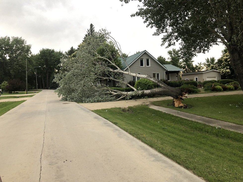 Trees downed, limbs snapped Monday morning as wind gusts top 100 km/h ...
