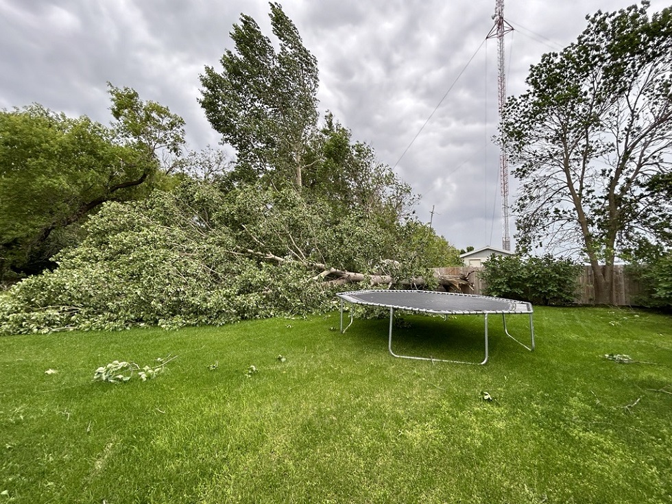Trees downed, limbs snapped Monday morning as wind gusts top 100 km/h ...