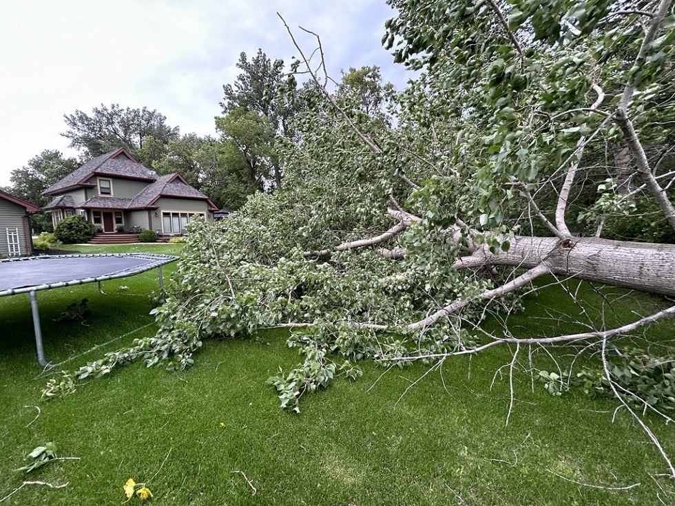 Trees downed, limbs snapped Monday morning as wind gusts top 100 km/h ...