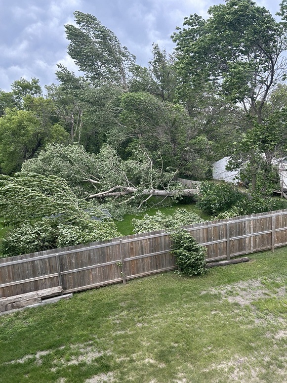 Trees downed, limbs snapped Monday morning as wind gusts top 100 km/h ...