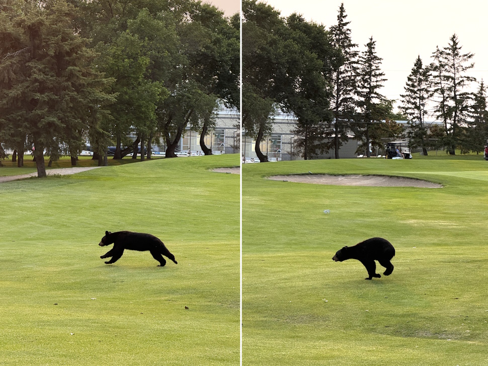 Young bear spotted at Steinbach Fly-In Golf Club - SteinbachOnline.com ...