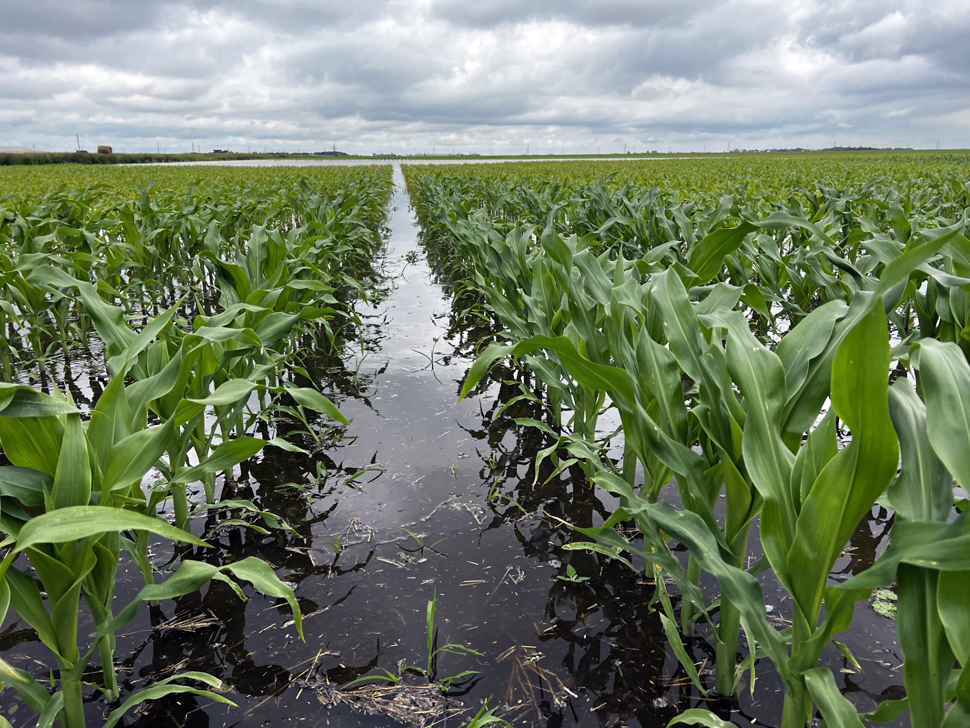 Many corn fields not yet knee high - SteinbachOnline.com - Local news ...